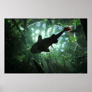 Catfish Posters & Prints | Zazzle UK