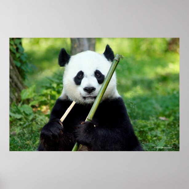Giant Panda Posters & Prints | Zazzle UK