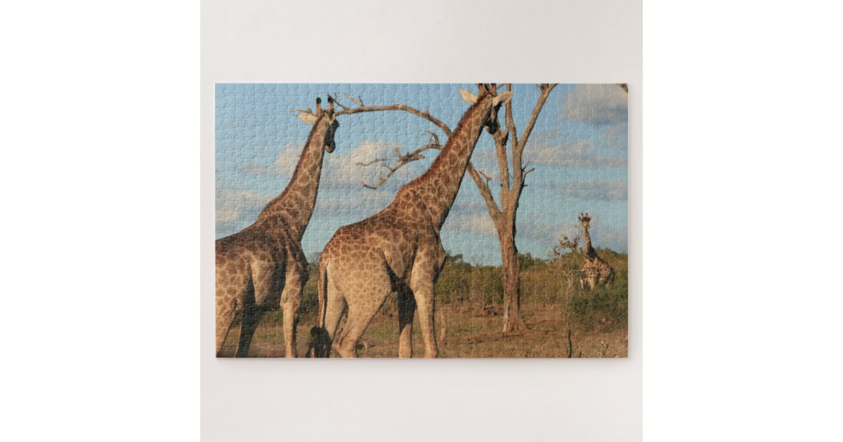 Giraffes Jigsaw Puzzle | Zazzle