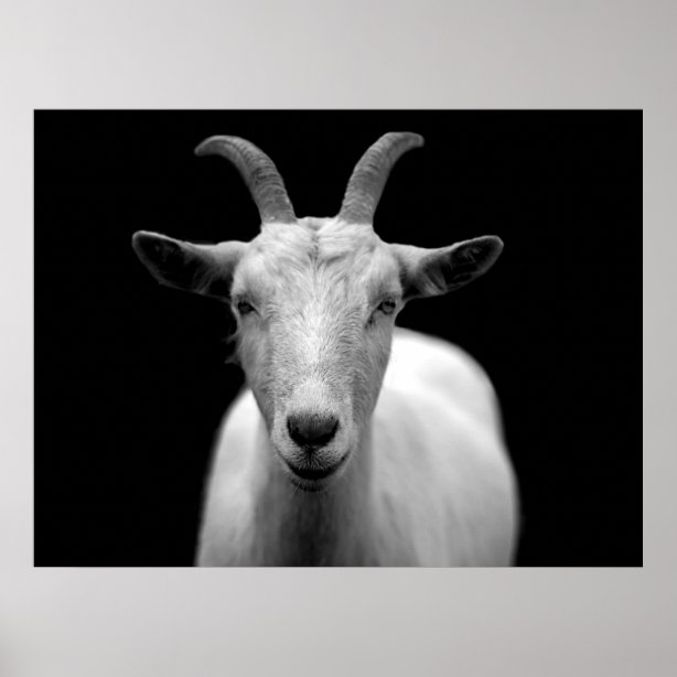 Goat Posters & Prints | Zazzle UK