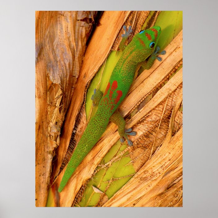 Gold Dust Gecko Poster | Zazzle.co.uk