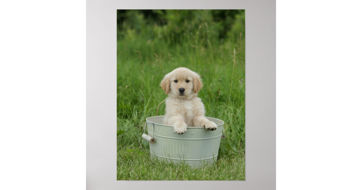 Golden Retriever In Wash Basin Poster | Zazzle