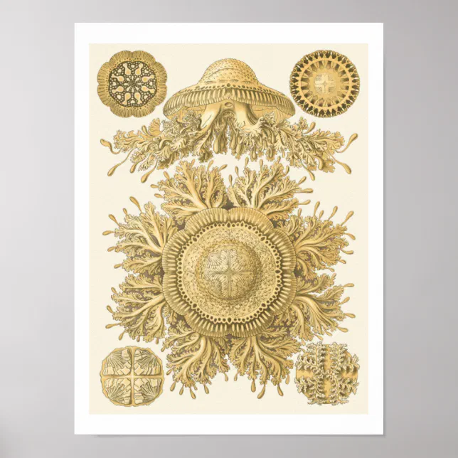 Golden Sea Creatures Poster | Zazzle
