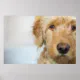 Goldendoodle Puppy Closeup Poster | Zazzle