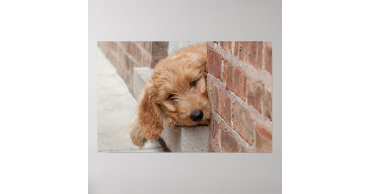 Goldendoodle Puppy Peeking Poster | Zazzle