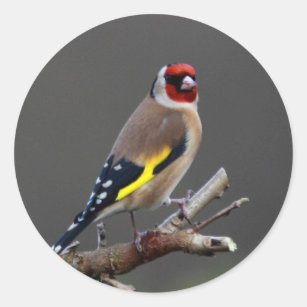 Goldfinch Stickers & Labels | Zazzle UK