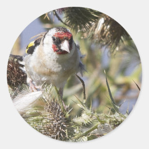 Goldfinch Stickers & Labels | Zazzle UK