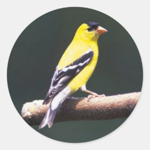Goldfinch Stickers & Labels | Zazzle UK
