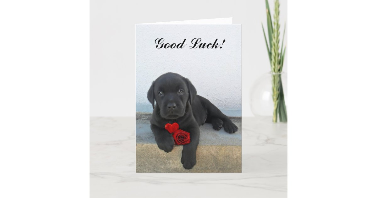 Good Luck labrador puppy Card | Zazzle