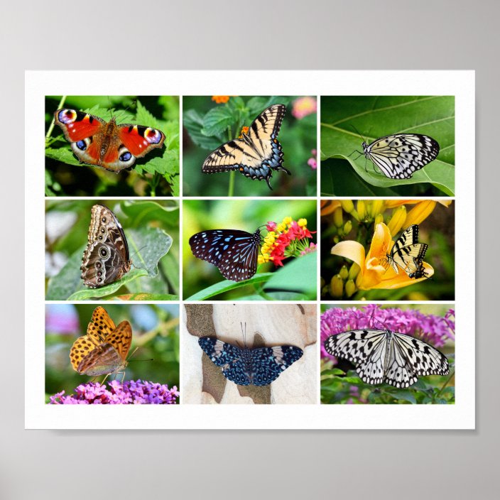 Gorgeous Butterflies Collage, 9 Photos Poster | Zazzle.co.uk