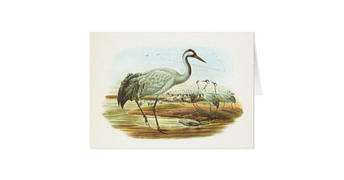 Gould - Common Crane - Megalornis grus | Zazzle