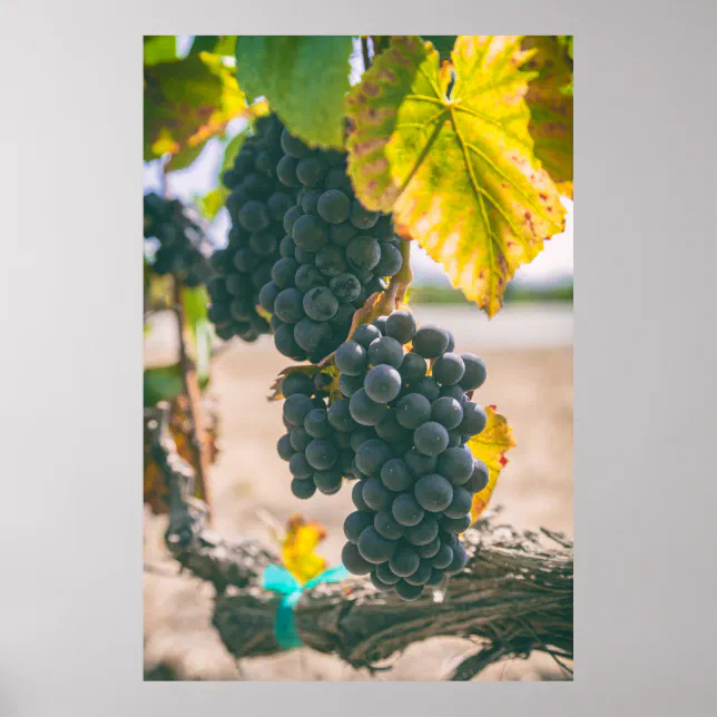 Grape on Vine Poster | Zazzle