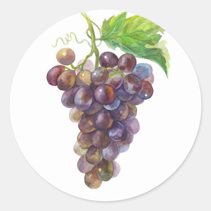 Grapes Classic Round Sticker | Zazzle.co.uk