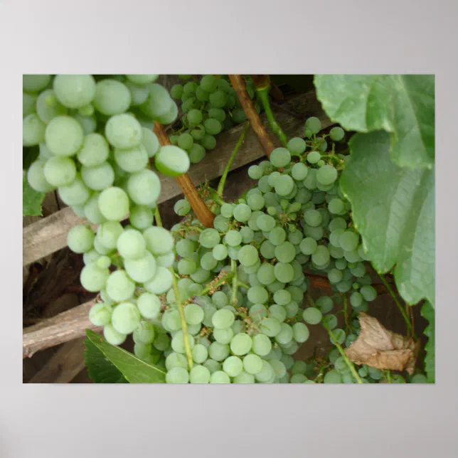 Grapes on the Vine Poster | Zazzle