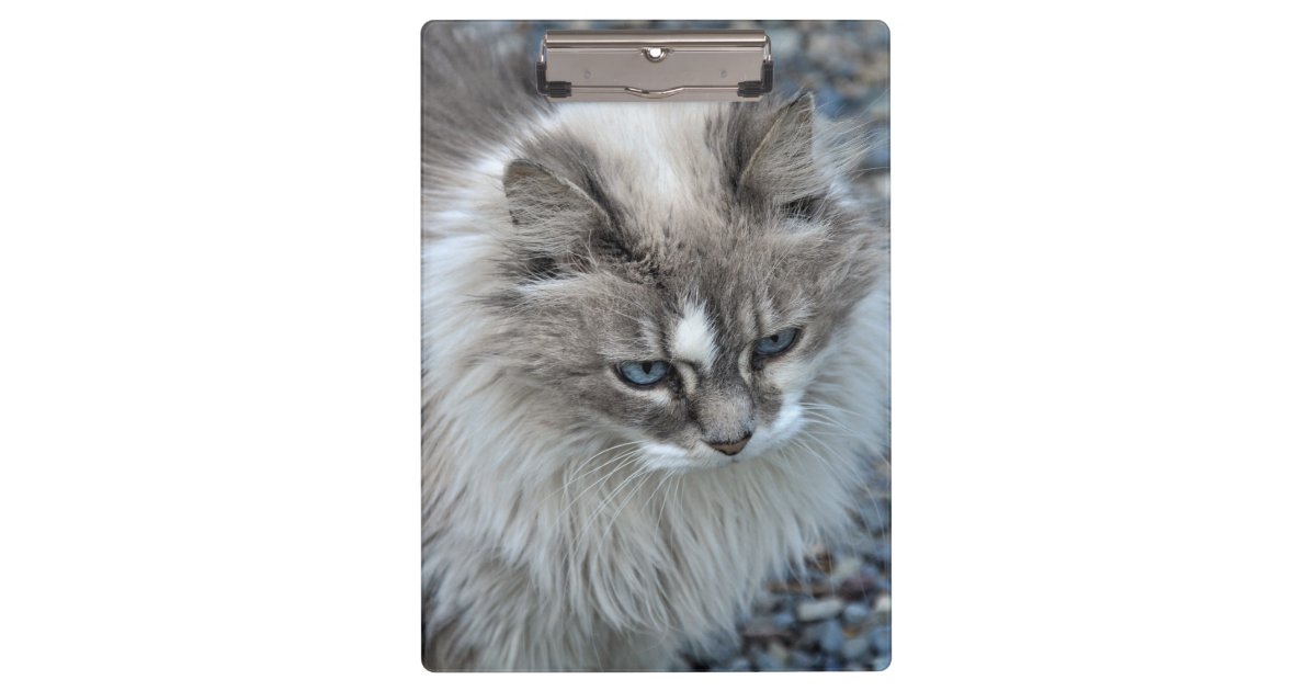 Gray and white fuzzy cat clipboard | Zazzle