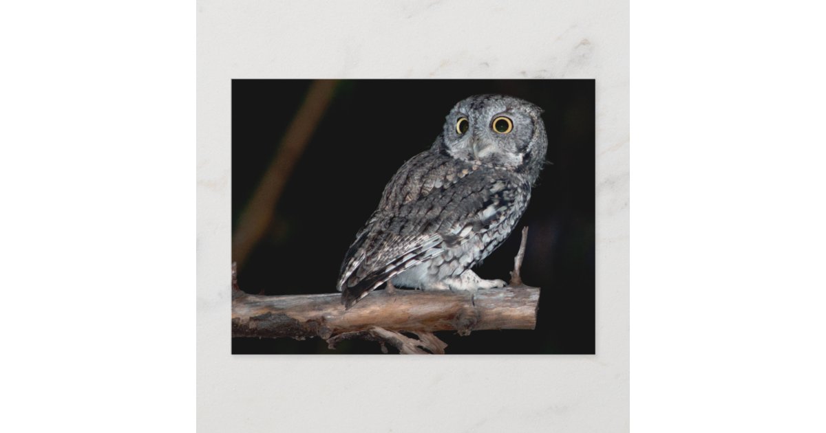 Gray Morph Eastern Screech-Owl at Midnight Postcard | Zazzle