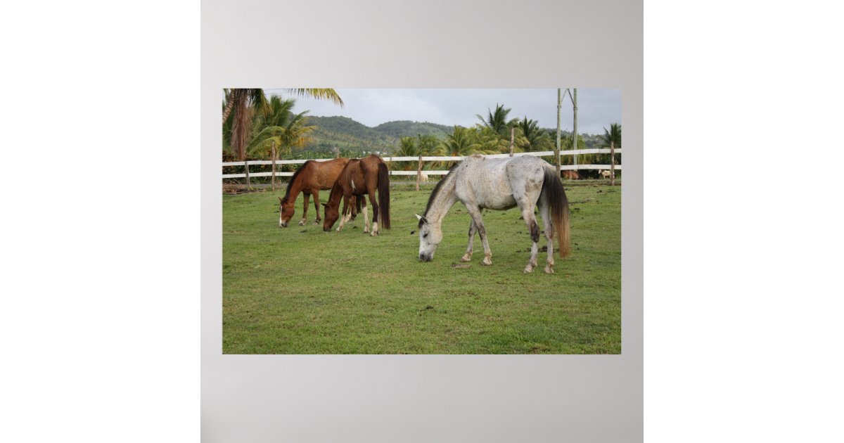 Grazing Poster | Zazzle