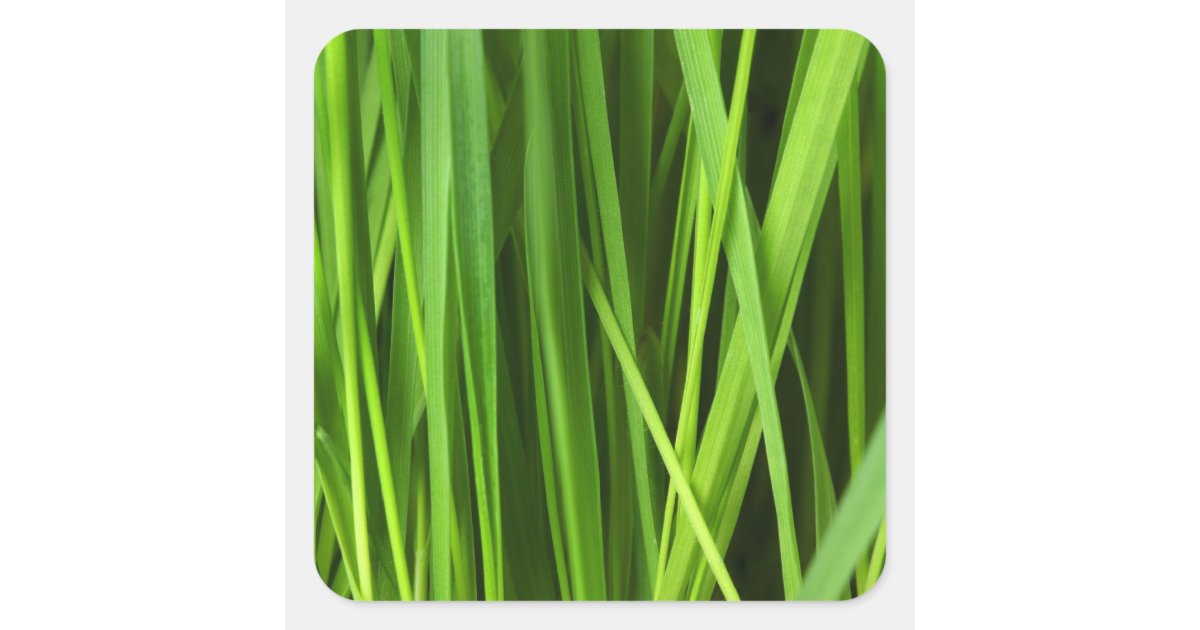 Green Grass background Square Sticker | Zazzle