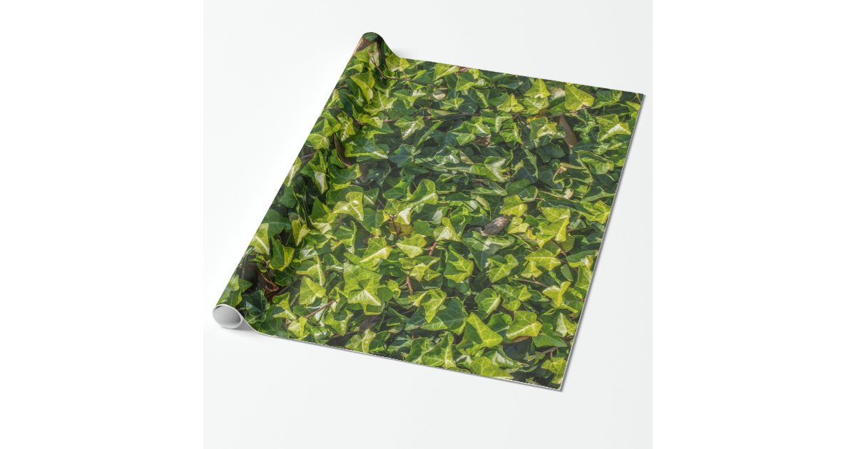 Green Ivy Wrapping Paper | Zazzle