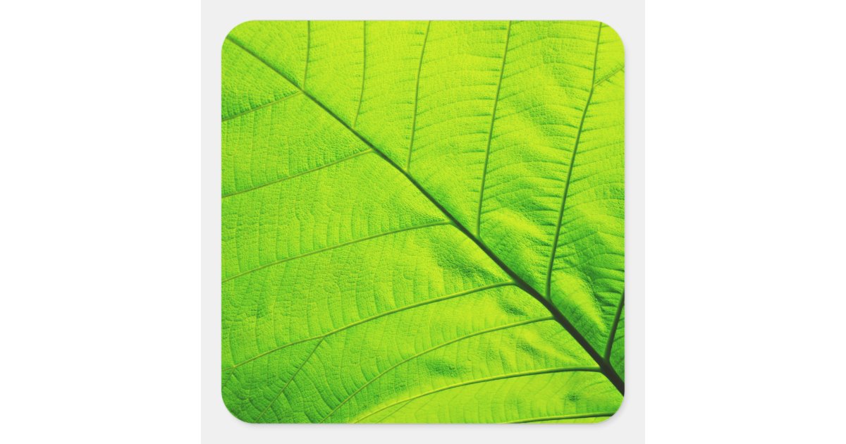 Green Leaf Stickers | Zazzle