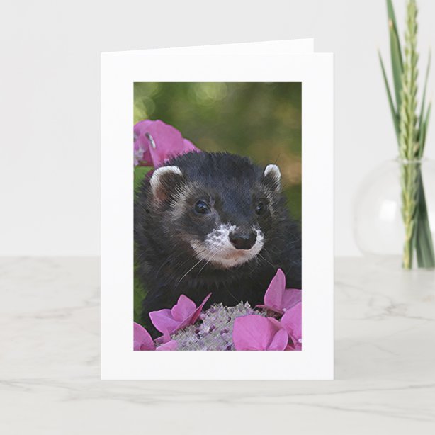 Ferret Birthday Cards | Zazzle UK
