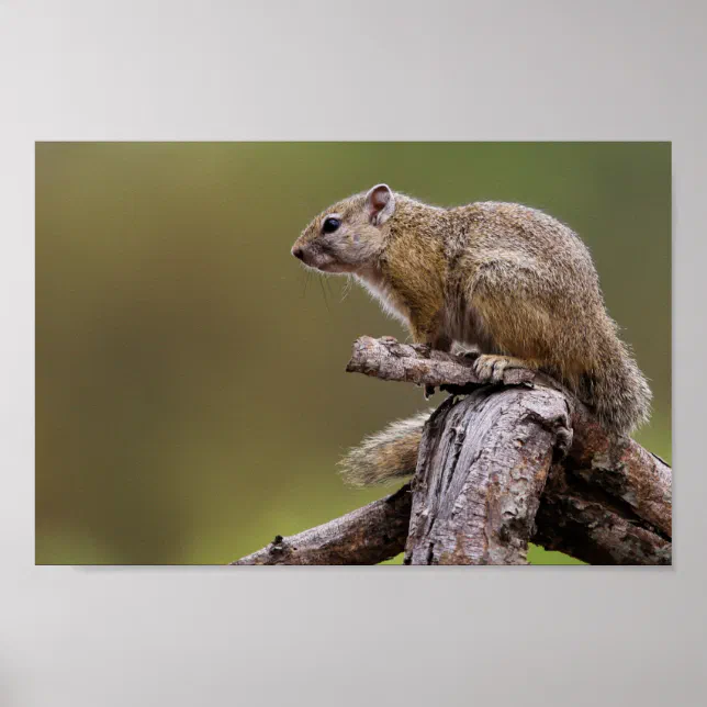 Ground squirrel wildlife nature photograph poster | Zazzle