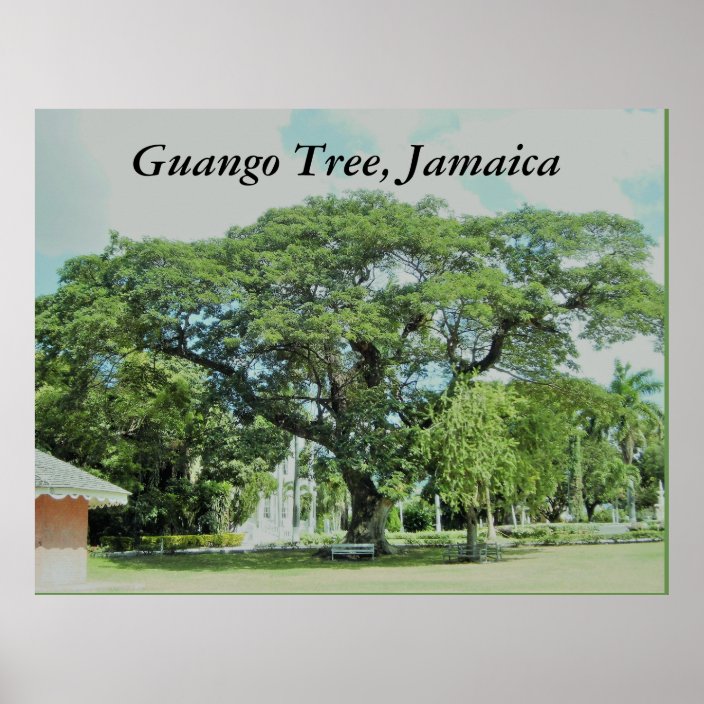 Guango Tree, Jamaica Poster | Zazzle.co.uk
