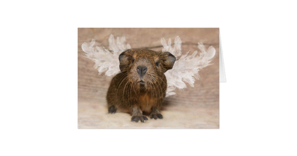 Guinea Pig Angel | Zazzle