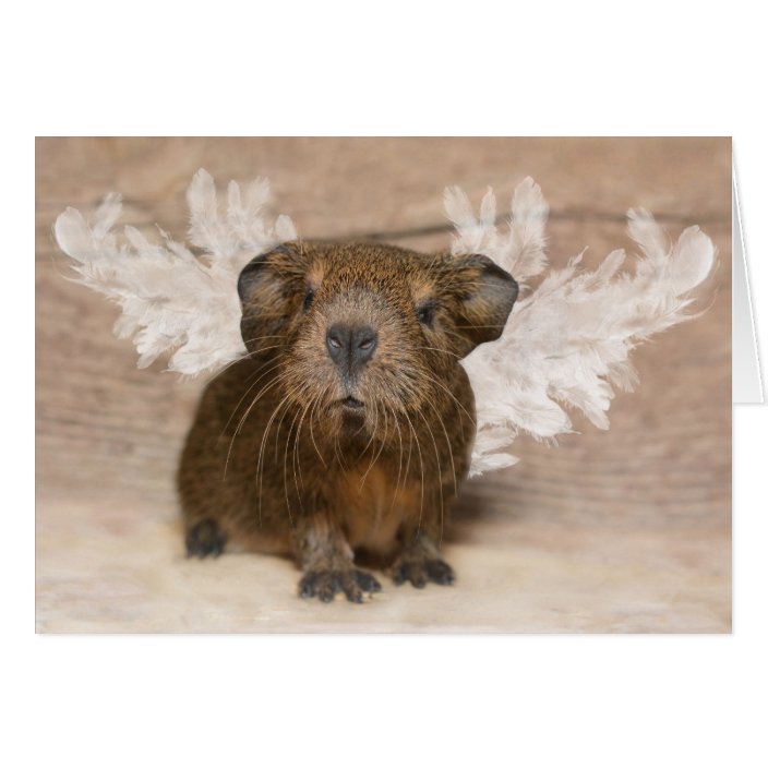 Guinea Pig Angel | Zazzle.co.uk