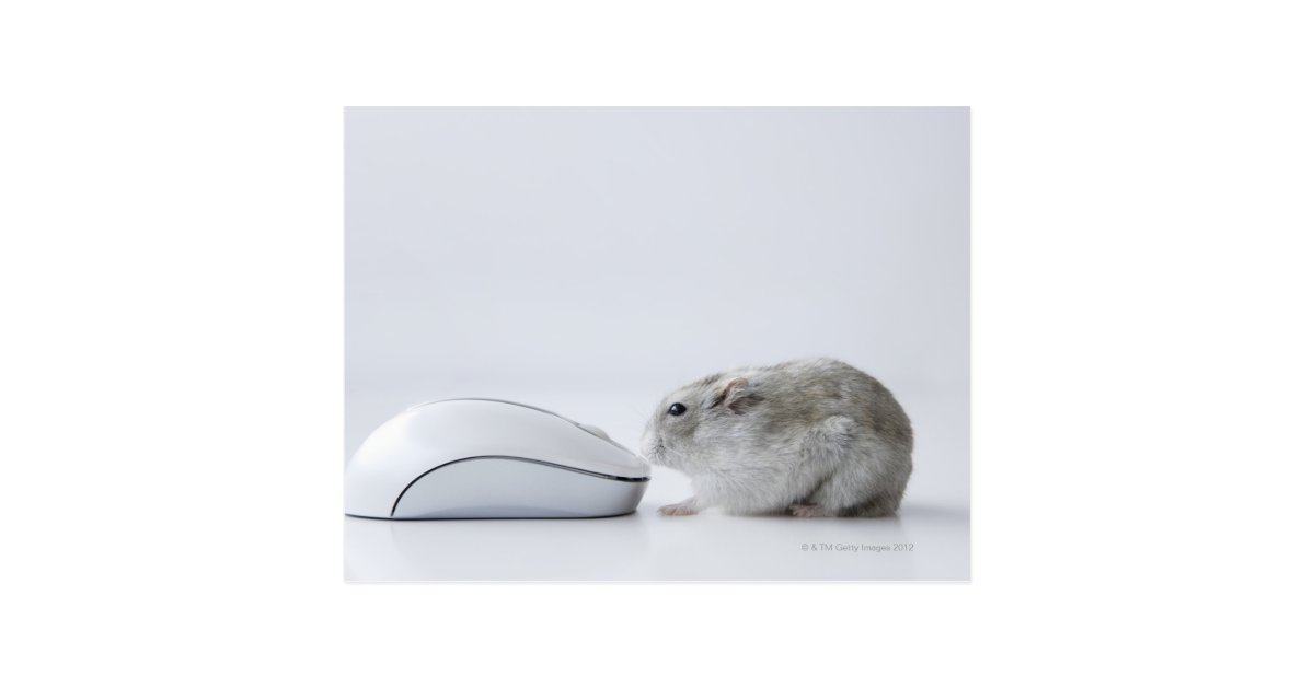 Hamster and Computer mouse Postcard | Zazzle.co.uk