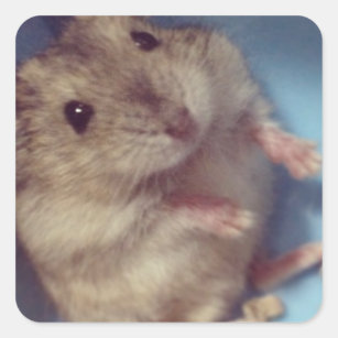 Hamster Stickers & Labels | Zazzle UK