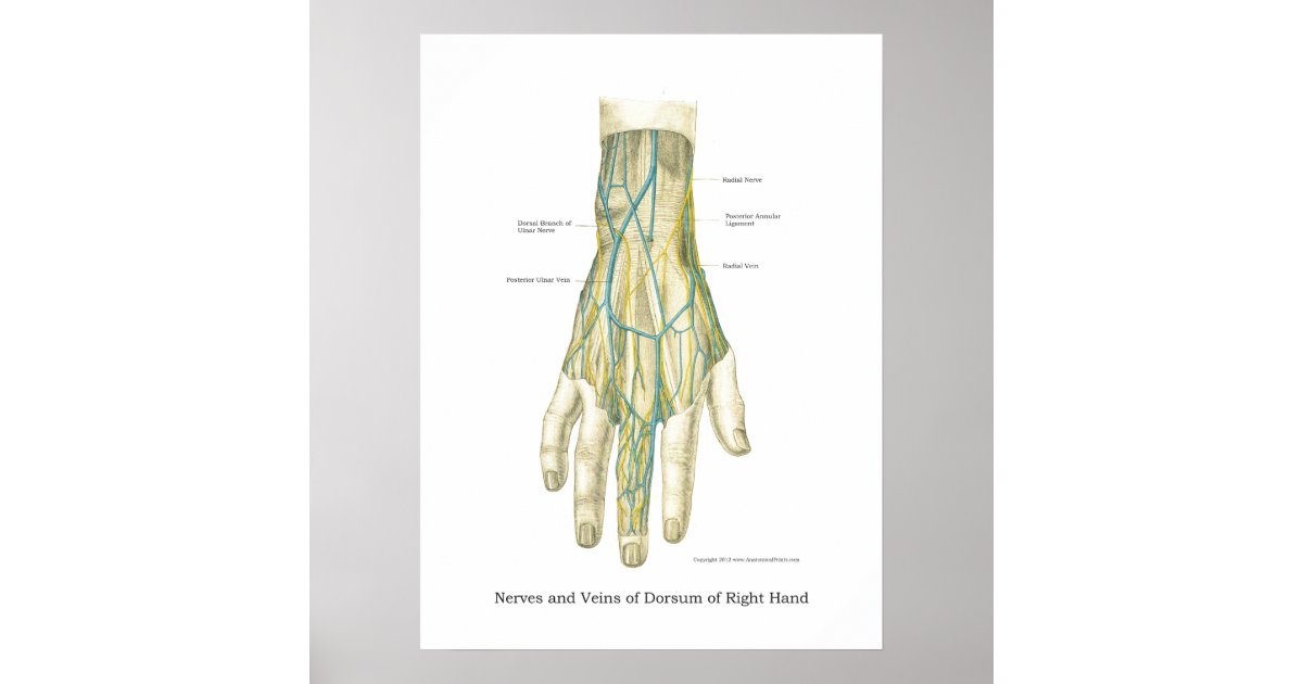 Hand & Wrist Internal Anatomy Poster | Zazzle