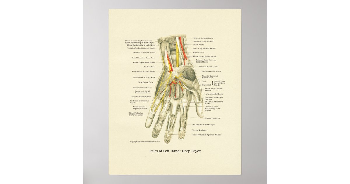 Hand & Wrist Internal Anatomy Poster | Zazzle