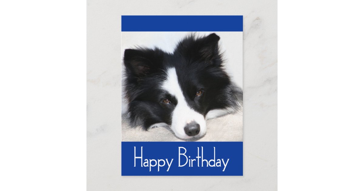 Happy Birthday Border Collie Puppy Dog Post Card | Zazzle