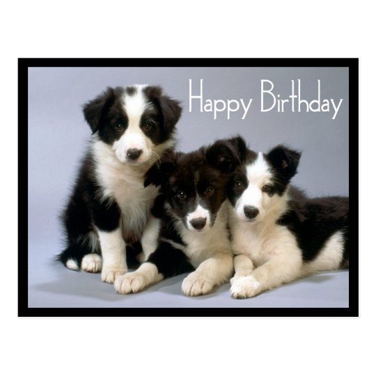 Happy Birthday Border Collie Puppy Dog Postcard | Zazzle.co.uk