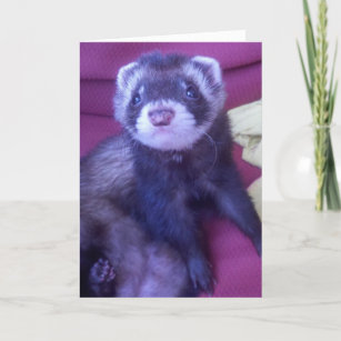 Ferret Birthday Cards | Zazzle UK