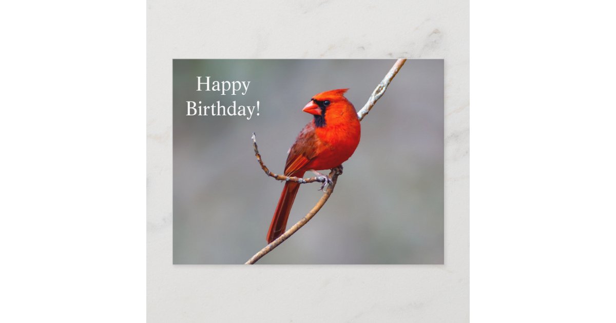 Happy Birthday Cardinal Postcard | Zazzle