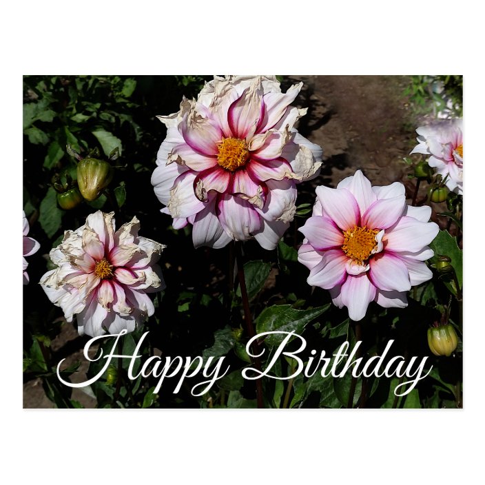 Happy Birthday Dahlia Edge of Joy #1 Postcard | Zazzle.co.uk