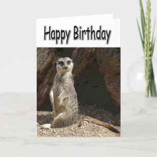 Meerkat Birthday Cards | Zazzle UK