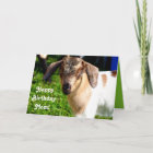 Baby Goat Card | Zazzle.co.uk