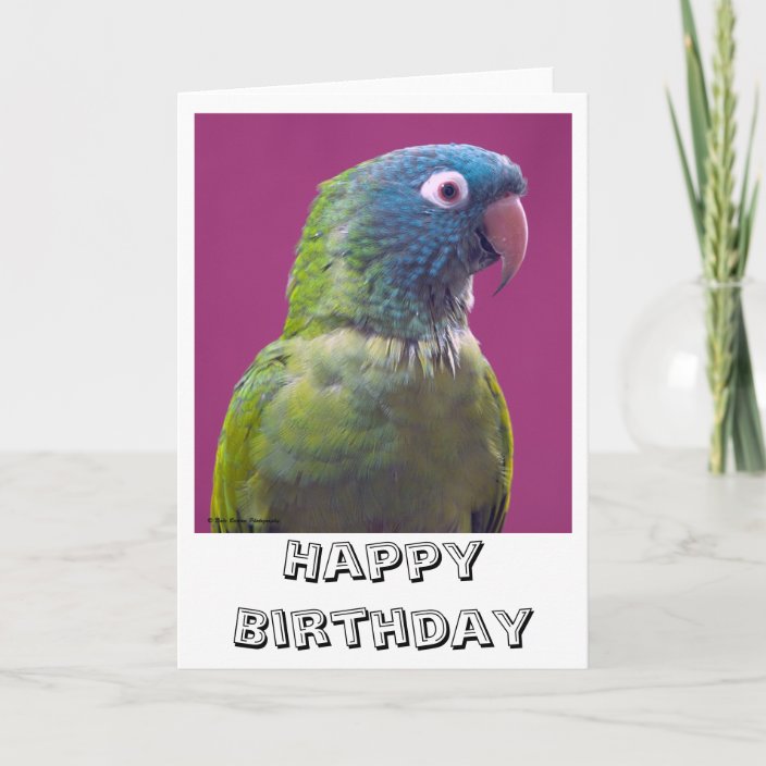 Happy Birthday Parrot Card | Zazzle.co.uk