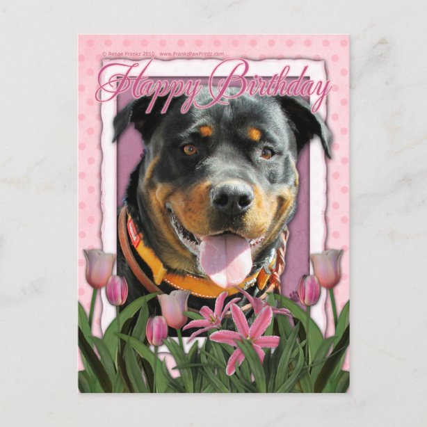 Rottweiler Birthday Cards | Zazzle UK