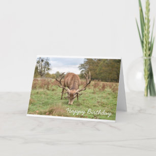Stag Party Cards | Zazzle UK