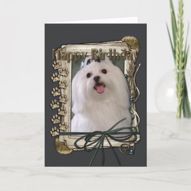 Maltese Birthday Cards | Zazzle UK
