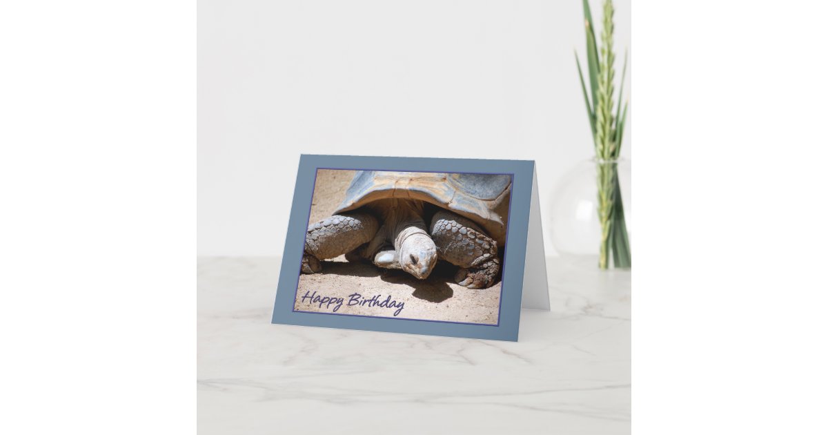 Happy Birthday Tortoise Card | Zazzle
