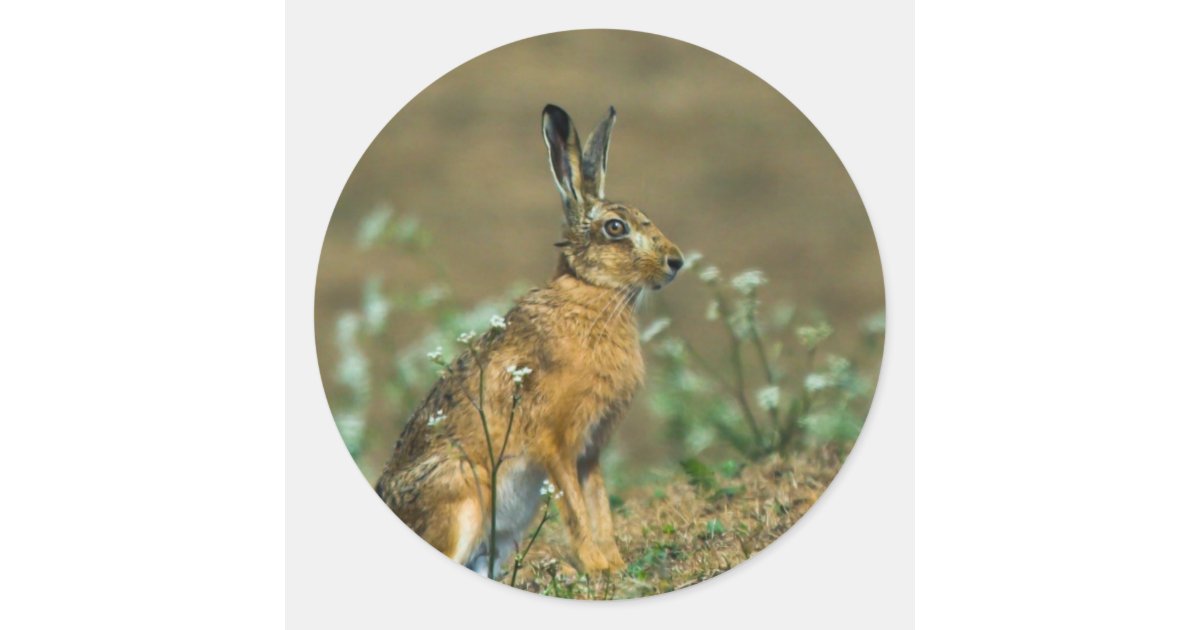 Hare Stickers | Zazzle