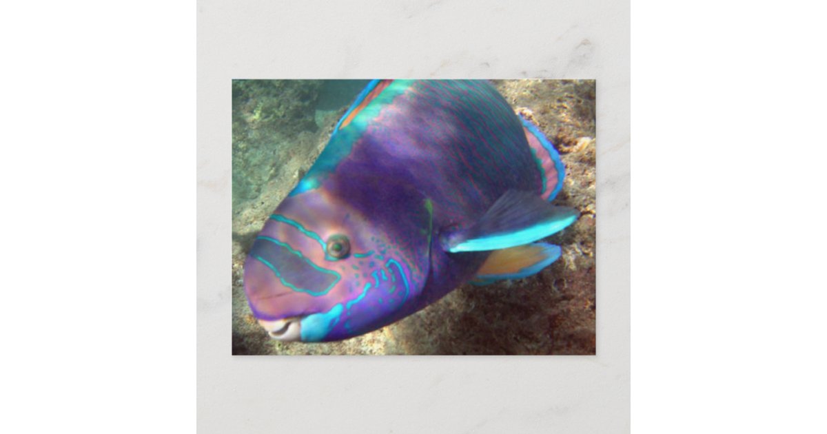 Hawaii Parrot Fish - Uhu Postcard | Zazzle