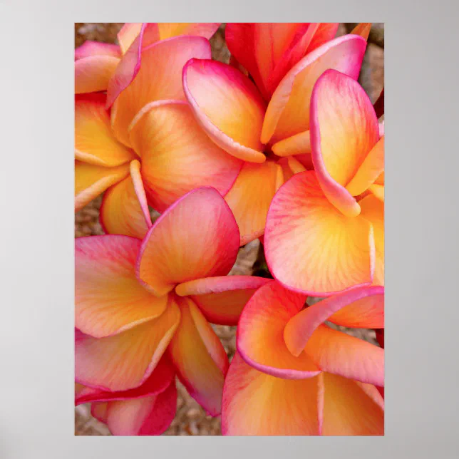 Hawaiian Frangipani Poster | Zazzle