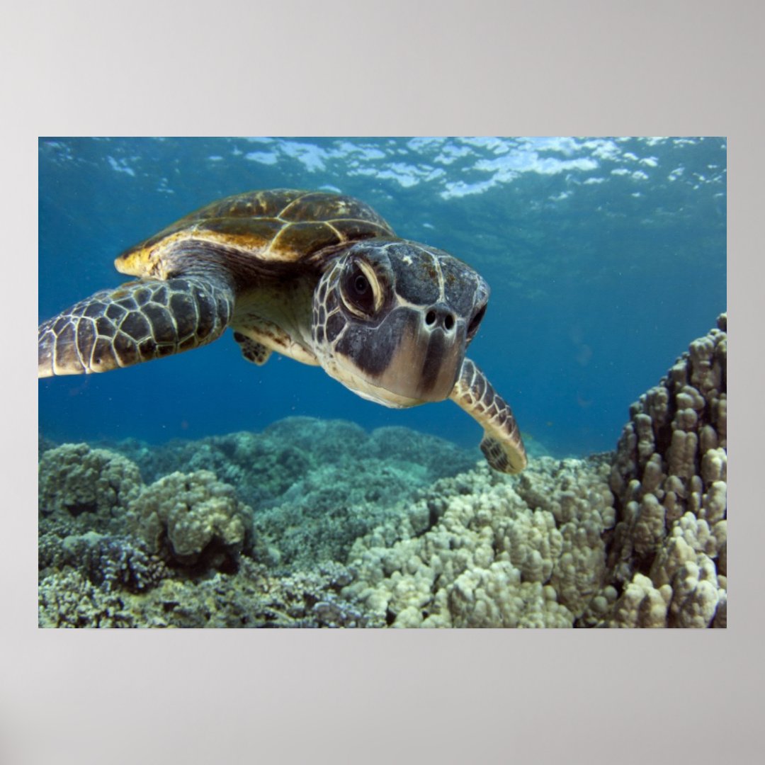 Hawaiian Green Sea Turtle Poster | Zazzle