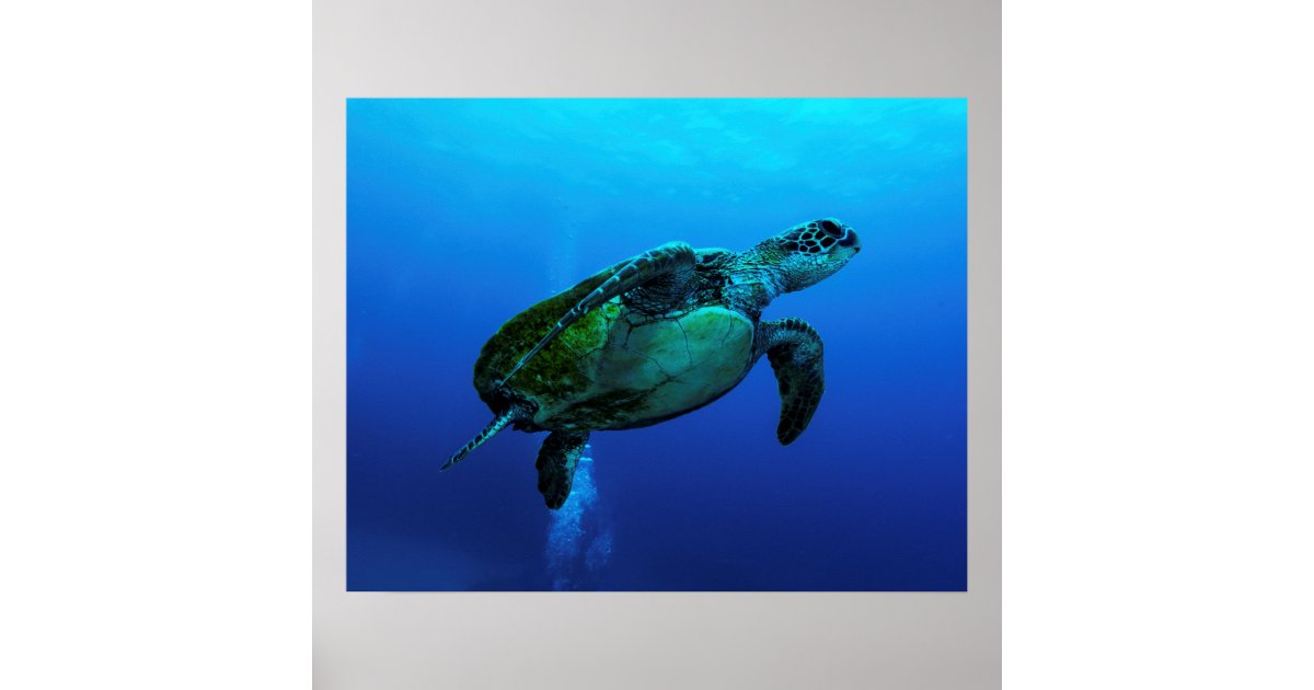 Hawksbill Sea Turtle Poster | Zazzle